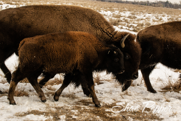 Visiting Sandsage Bison Range & Wildlife Area in Garden City, Kansas ...