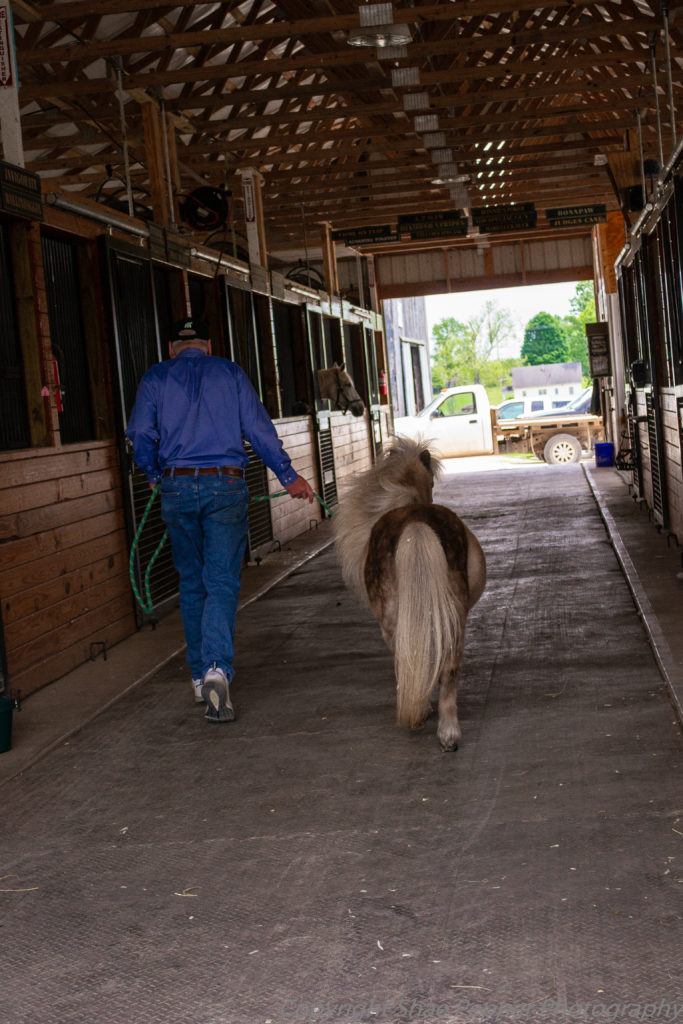Meeting Retired Race Horses At Old Friends Farm Near Lexington ...