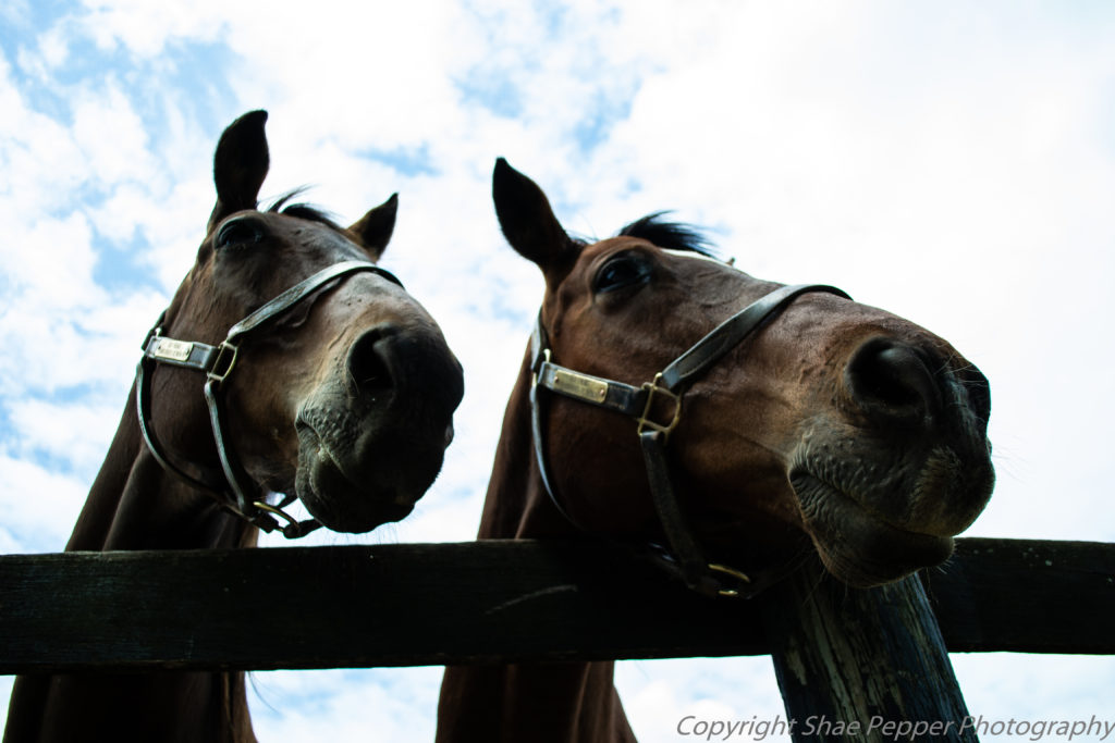 Old Friends Farm Horses Georgetown, KY-20 - No Home Just Roam