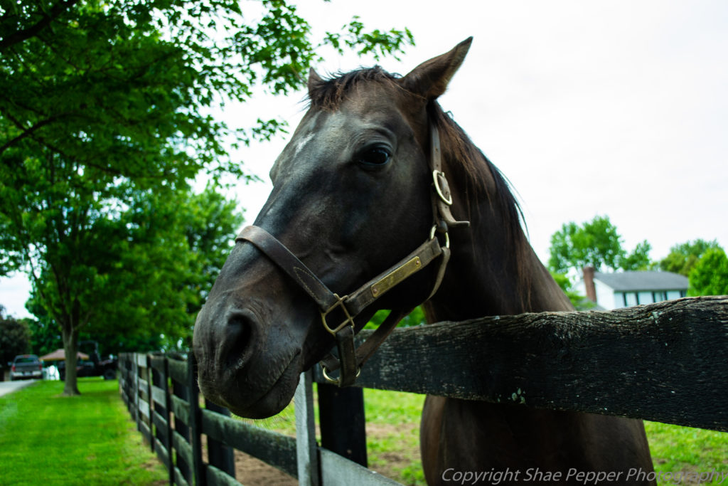 Meeting Retired Race Horses At Old Friends Farm Near Lexington ...