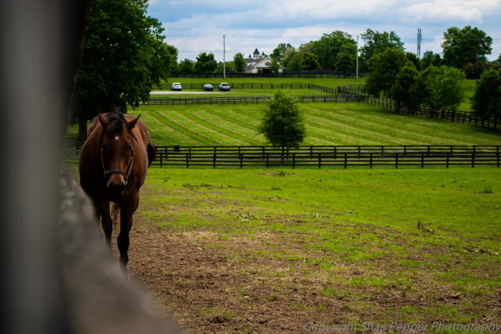 Meeting Retired Race Horses At Old Friends Farm Near Lexington ...