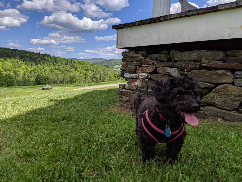 Visiting The Dog Chapel & Stephen Huneck Art Gallery At Dog Mountain ...