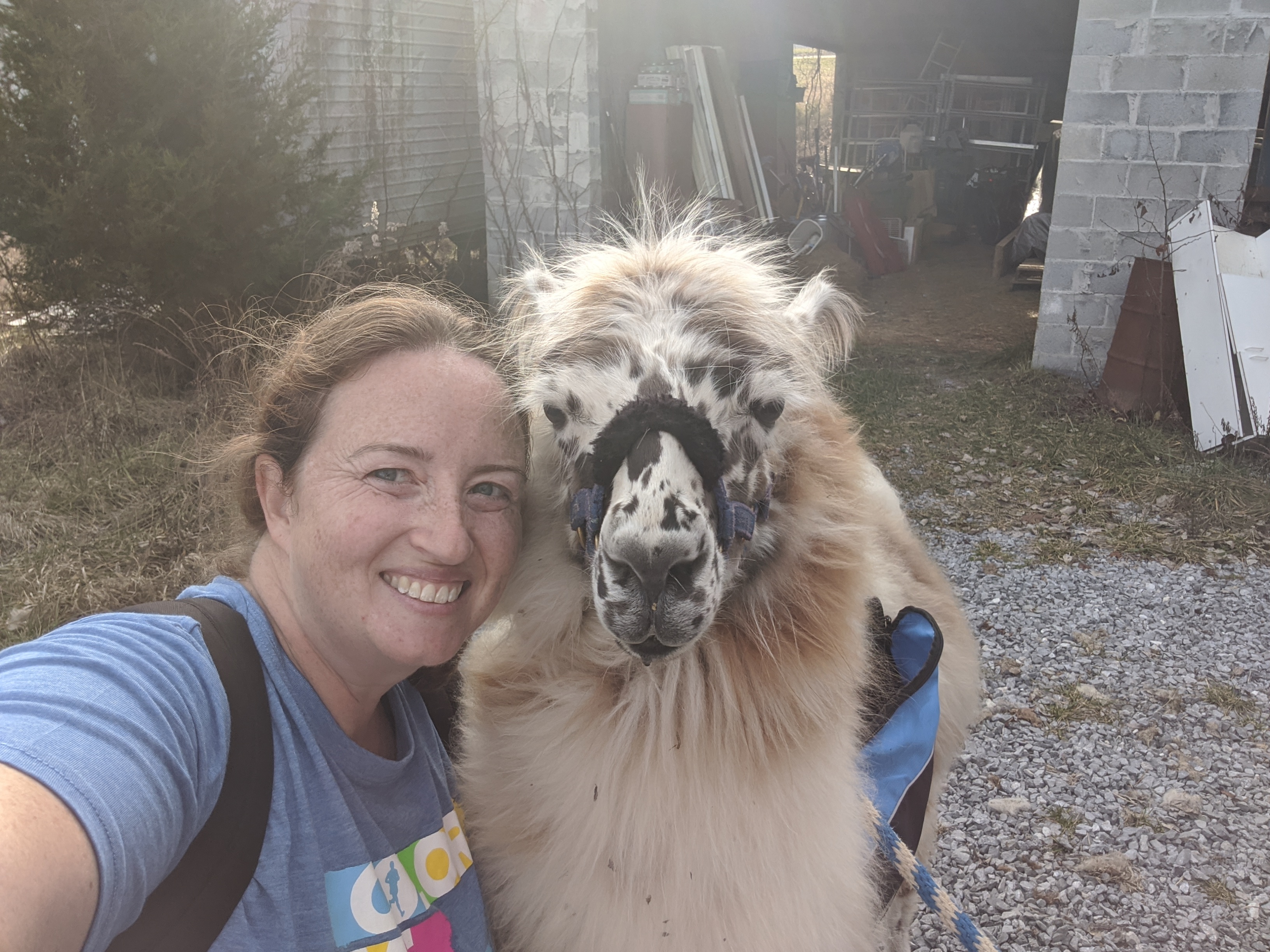 The Wandering Llamas LLC near Knoxville, TN (14) - No Home Just Roam