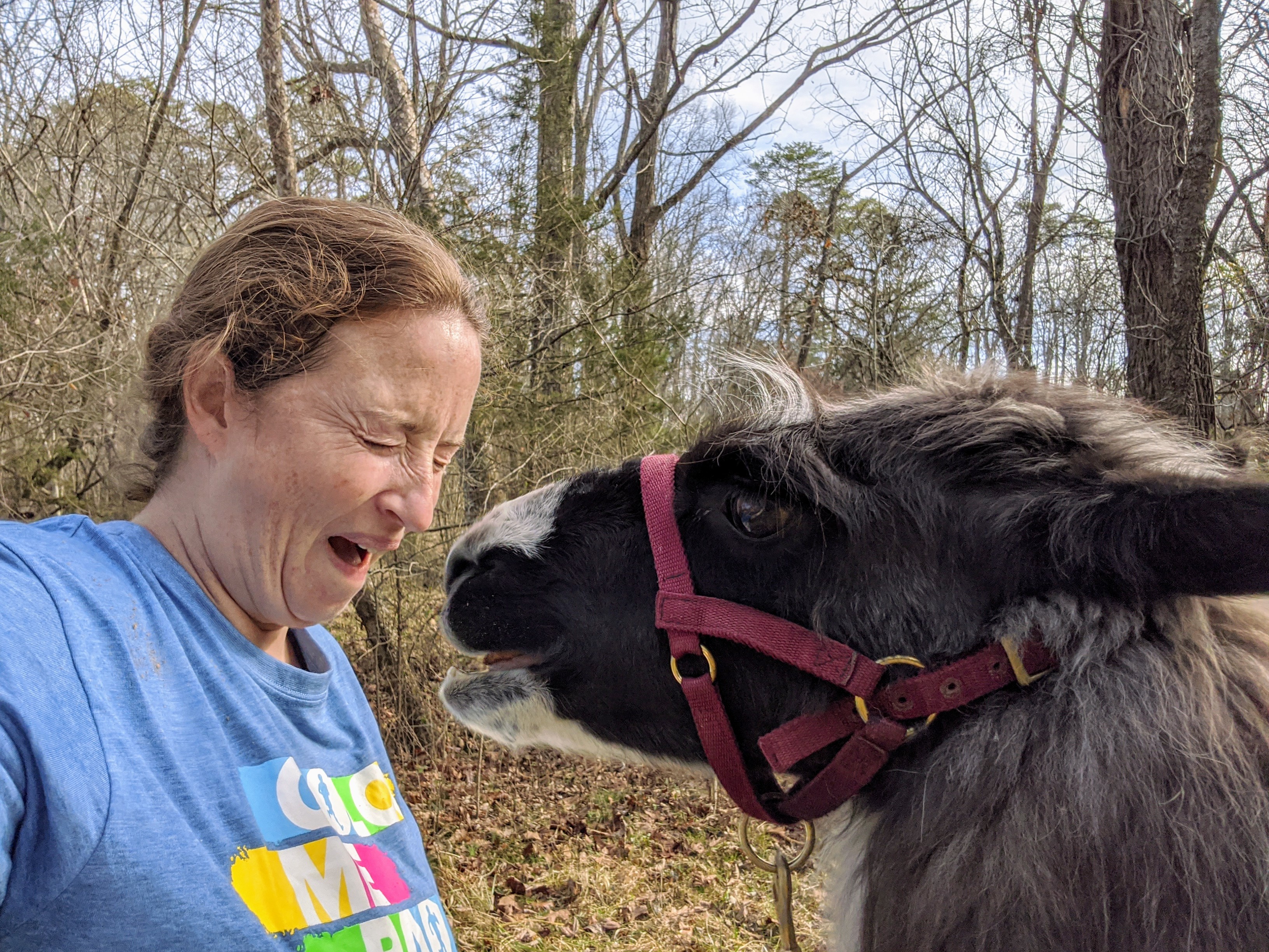 The Wandering Llamas LLC near Knoxville, TN (8) - No Home Just Roam