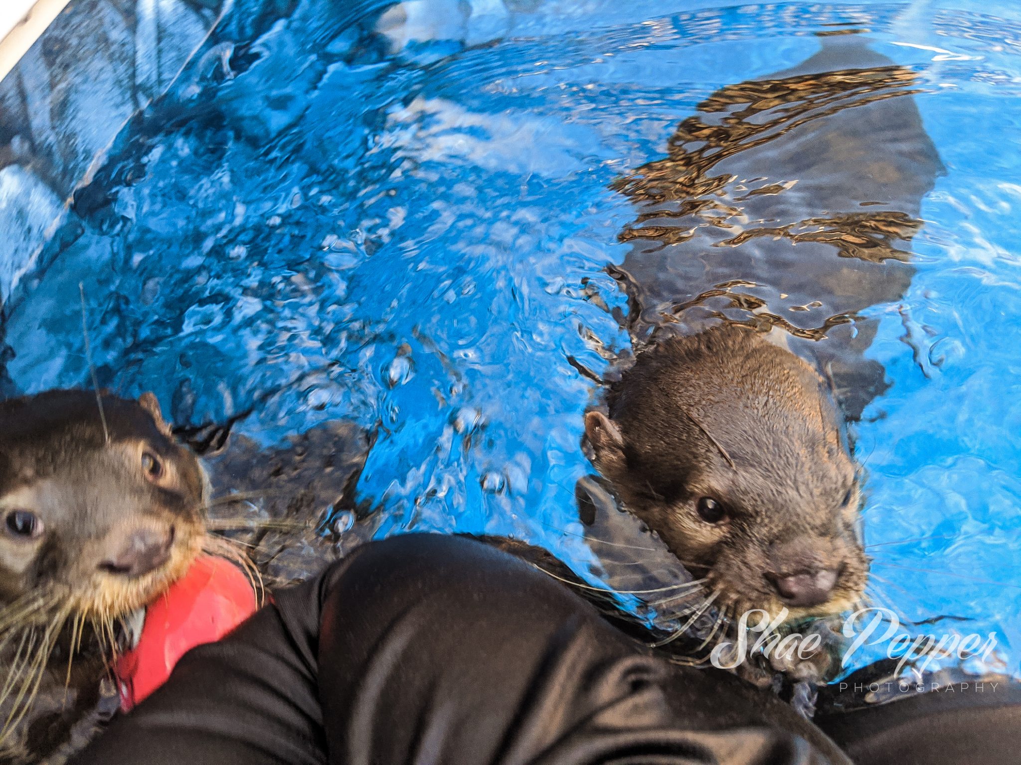 You Otter Try This - Otter Swim & Tour At Barn Hill Preserve In ...