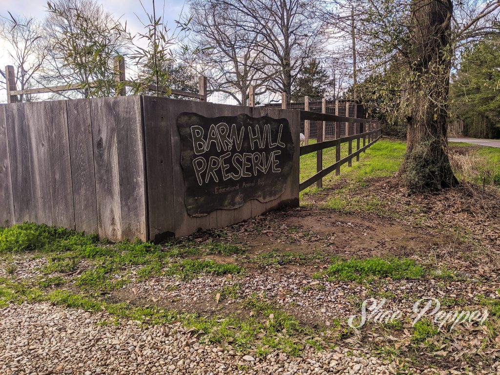 Animal Experience Otter Swim Barn Hill Preserve Louisiana -16 - No Home ...