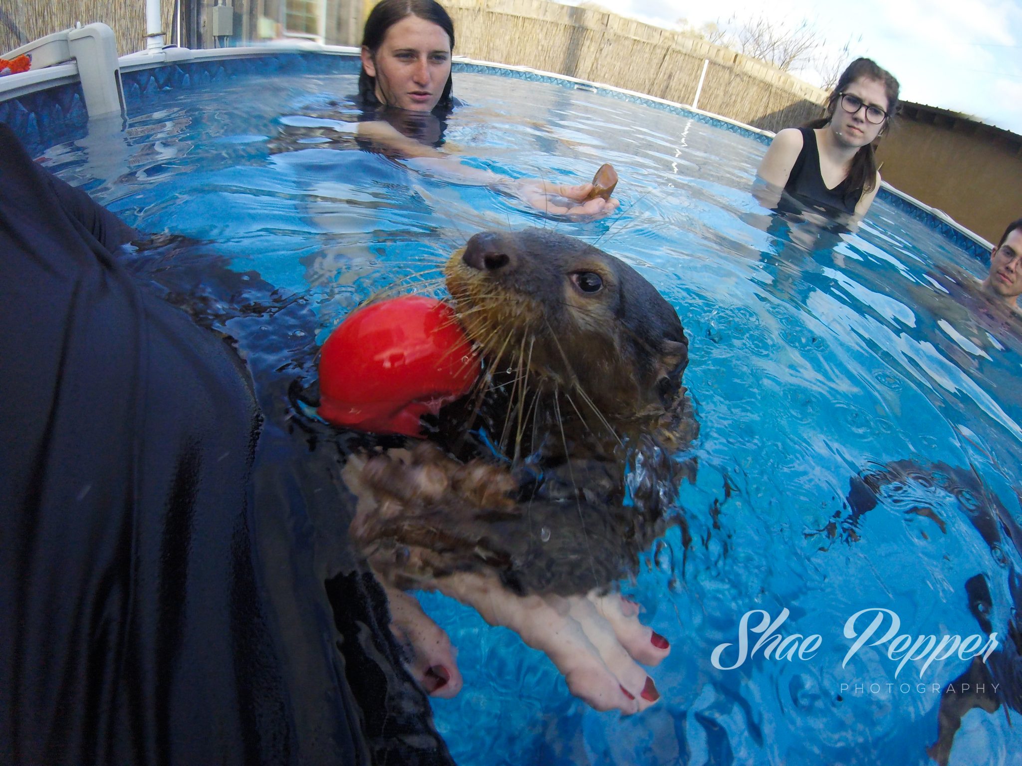 You Otter Try This - Otter Swim & Tour At Barn Hill Preserve In ...