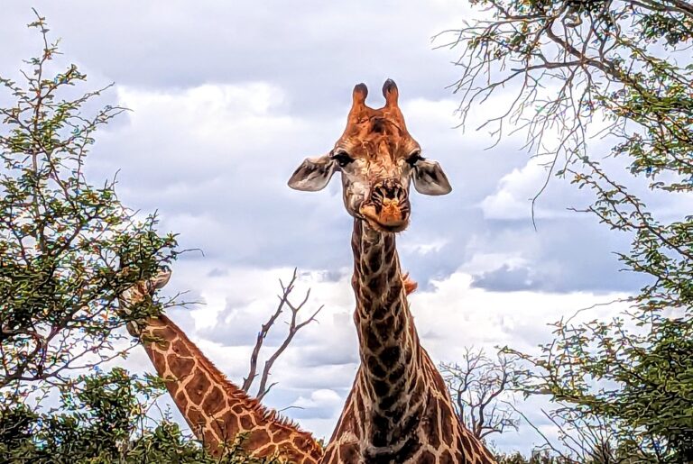 Giraffes - No Home Just Roam