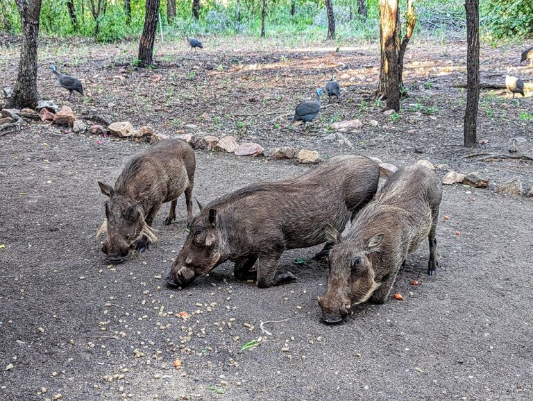 Marloth Park: Like Living In The Best Zoo Ever - No Home Just Roam