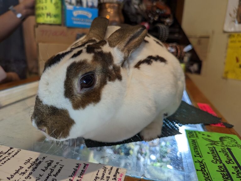 The Eureka Springs Working Bunnies Are Simply Ear-Resistible - No Home ...