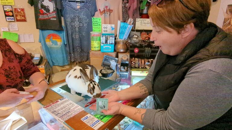 The Eureka Springs Working Bunnies Are Simply Ear-Resistible - No Home ...