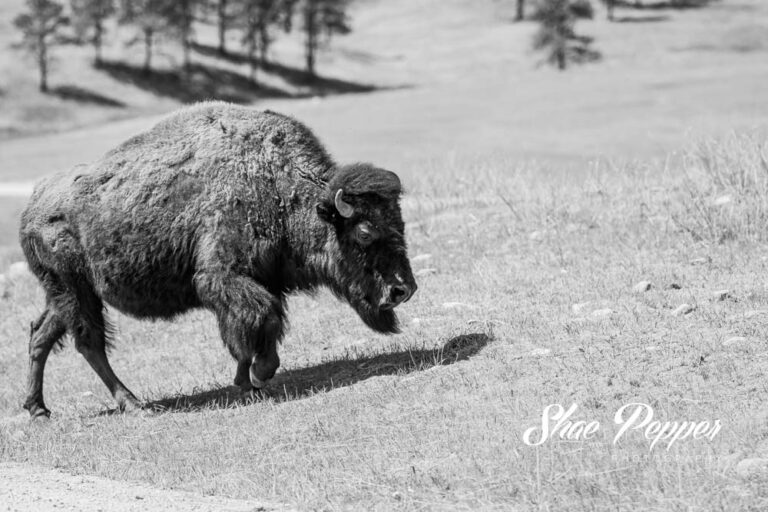 Driving The Wildlife Loop At Custer State Park In South Dakota - No ...