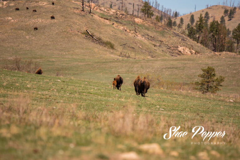 Driving The Wildlife Loop At Custer State Park In South Dakota - No ...