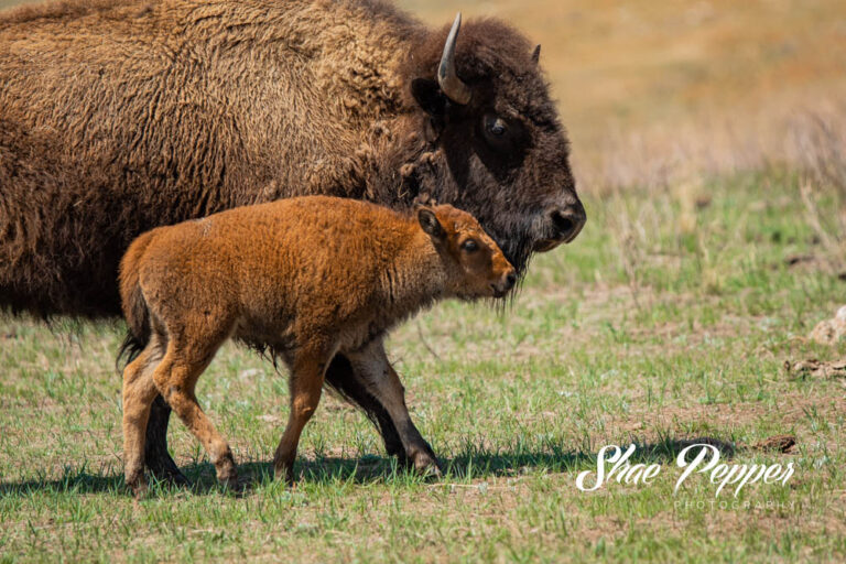 Driving The Wildlife Loop At Custer State Park In South Dakota - No ...