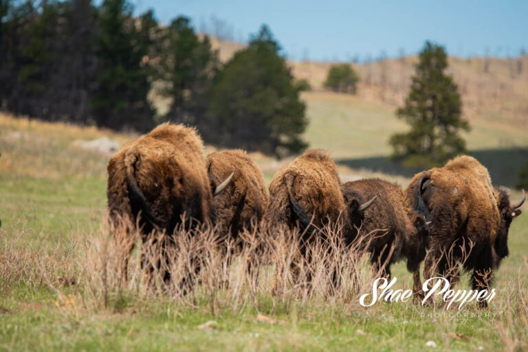 Driving The Wildlife Loop At Custer State Park In South Dakota - No ...