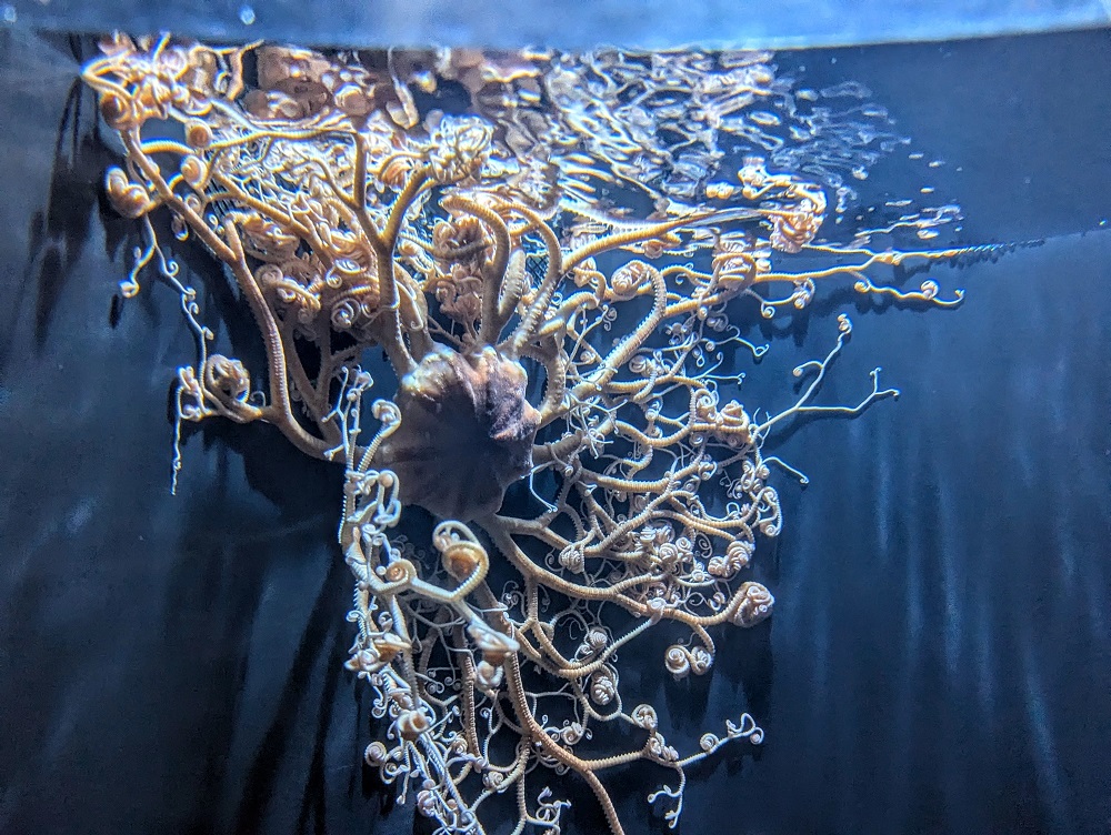 Under The Sea In Alaska: Visiting the Alaska SeaLife Center in Seward ...