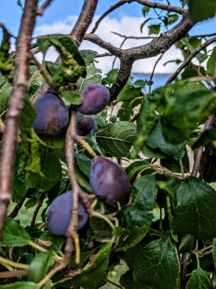 Damson tree - No Home Just Roam
